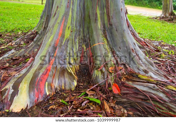 Base Rainbow Eucalyptus Eucalyptus Deglupta Tree Stock Photo 1039999987 ...