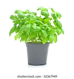 Basil Stock Photo 374724619 | Shutterstock