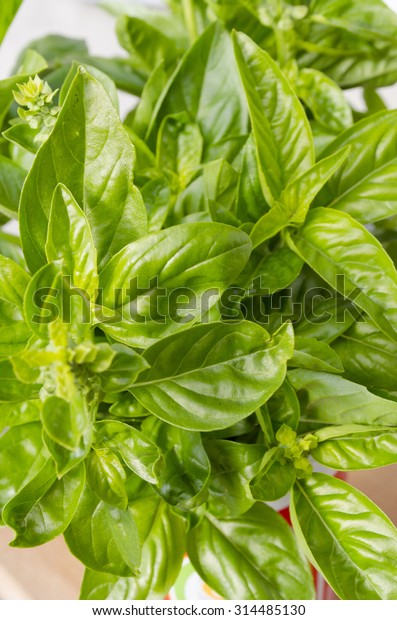 Basil Stock Photo 314485130 | Shutterstock