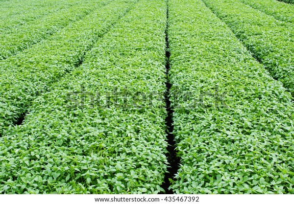 Basil Farm Stock Photo (Edit Now) 435467392