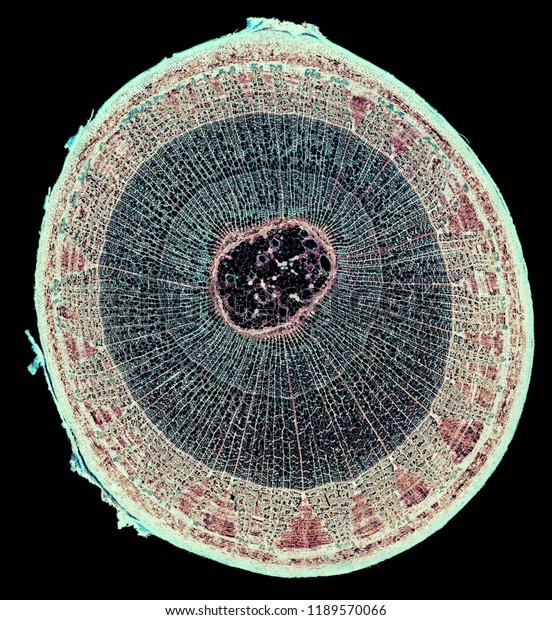 Basswood Stem Cross Section Cut Under Stock Photo 1189570066 | Shutterstock Basswood Stem Cross Section Cut Under Stock Photo 1189570066 | Shutterstock