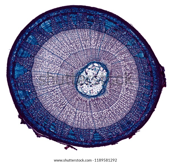 Basswood Stem Cross Section Cut Under Stock Photo 1189581292 | Shutterstock Basswood Stem Cross Section Cut Under Stock Photo 1189581292 | Shutterstock