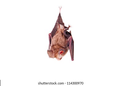 2,183 Hanging bat isolated Stock Photos, Images & Photography ...
