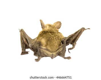 Bat Stock Photo 446664751 | Shutterstock
