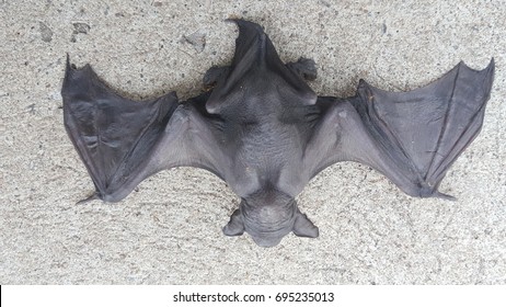 643 imágenes de Giant vampire bat - Imágenes, fotos y vectores de stock ...