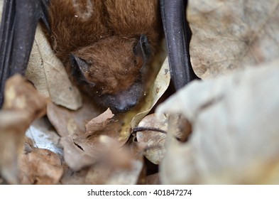 123 Noctule bat Images, Stock Photos & Vectors | Shutterstock