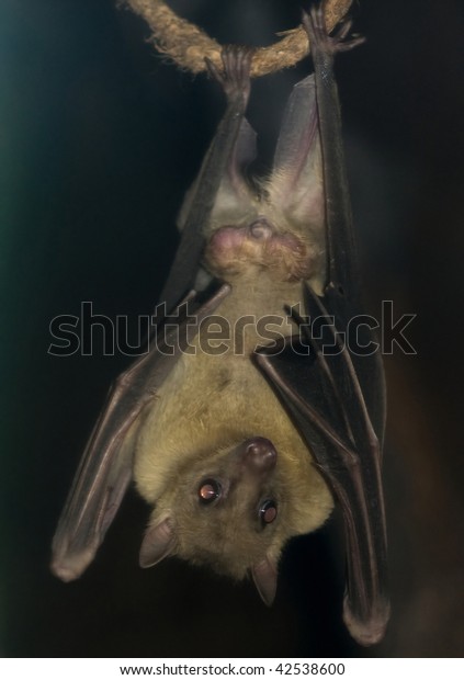 Bat Hanging Upside Down Stock Photo (Edit Now) 42538600