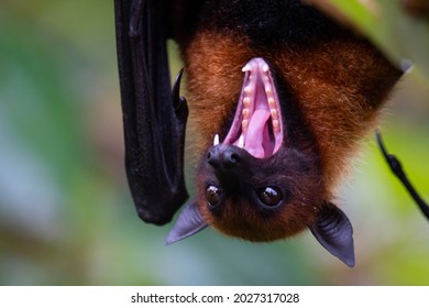 8,779 Bat teeth Images, Stock Photos & Vectors | Shutterstock
