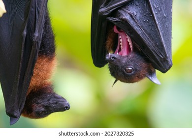 85 Pollen on bat Images, Stock Photos & Vectors | Shutterstock