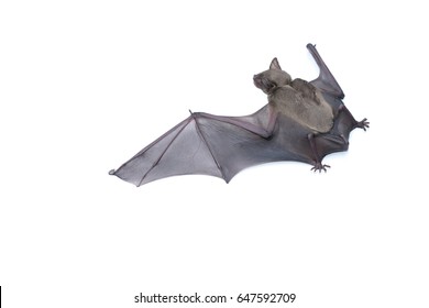 Bat Spread Wings Side View On Stock Photo 647592709 | Shutterstock