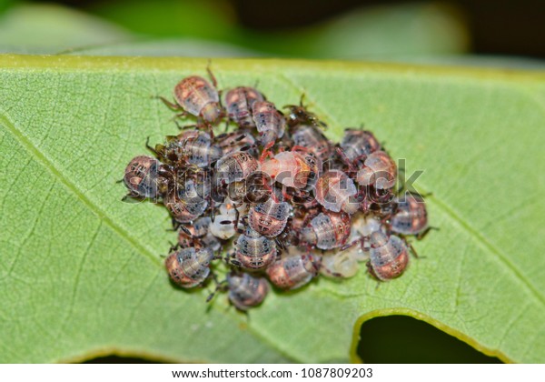 Batch Young Shield Bug Nymphs Gathered Stock Photo 1087809203 ...