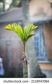 Batel Nut Tree Assam Stock Photo 2118947084 | Shutterstock