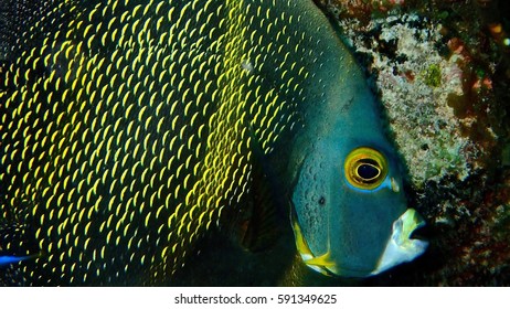26 Tall fin batfish Images, Stock Photos & Vectors | Shutterstock