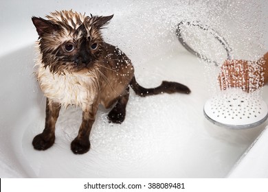 1,038 Angry cat bath Images, Stock Photos & Vectors | Shutterstock