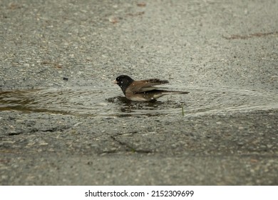 2,132 Bathing puddle Images, Stock Photos & Vectors | Shutterstock