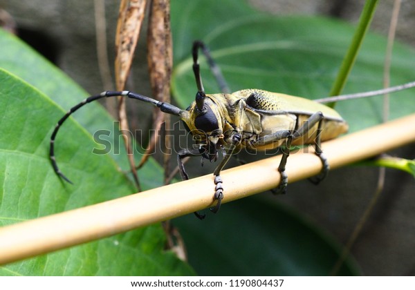 Batocera Numitor Stem Boring Grub Spotted Stock Photo 1190804437 ...