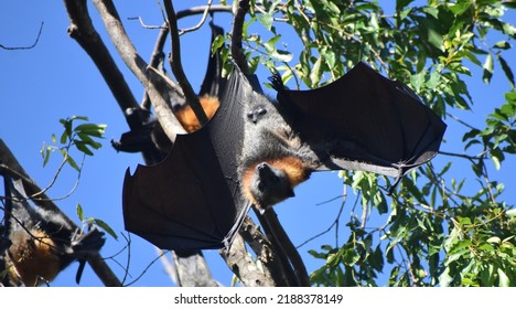 Bats Hanging Upside Down Tree Stock Photo 2188378149 | Shutterstock
