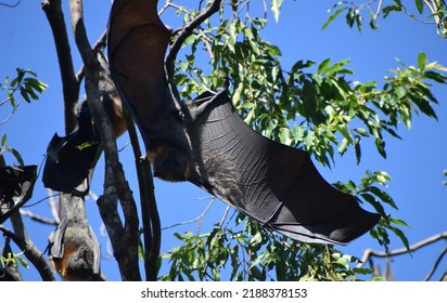 Bats Hanging Upside Down Tree Stock Photo 2188378153 | Shutterstock