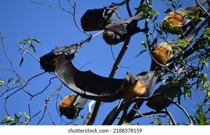Bats Hanging Upside Down Tree Stock Photo 2188378159 | Shutterstock