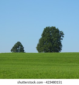 Baum Stock Photo 423480151 | Shutterstock
