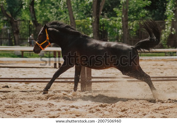 Bay Hanoverian Stallion Frolics Paddock On Stock Photo 2007506960 ... Bay Hanoverian Stallion Frolics Paddock On Stock Photo 2007506960 ...