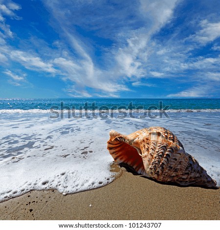 Beach Conch Shell Under Blue Sky Stock Photo (Edit Now) 101243707 ...