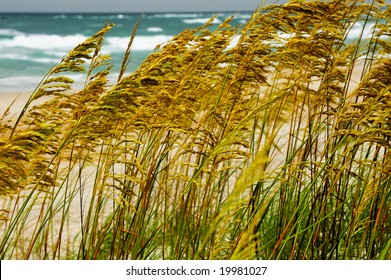 Beach Grass Stock Photo 19981027 | Shutterstock