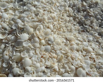 5,974 Shell beach australia Images, Stock Photos & Vectors | Shutterstock