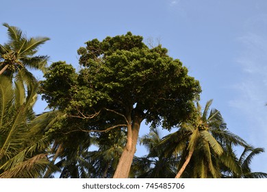 Cedro do Líbano. Uma árvore secular, Foto stock 675610708 | Shutterstock