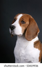 Beagle Stock Photo 53419936 | Shutterstock