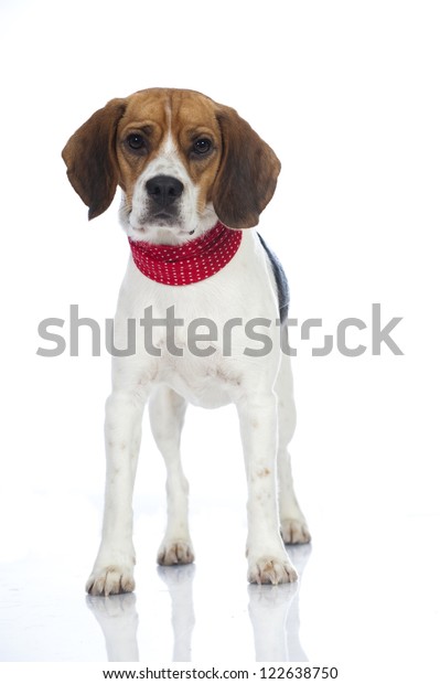 Beagle Stock Photo 122638750 | Shutterstock