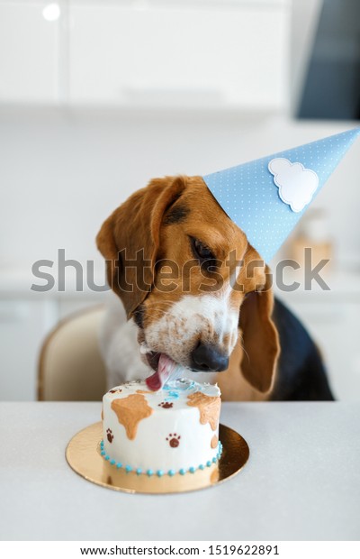 Beagle Dog Eats Cake Kitchen His Stock Photo 1519622891 | Shutterstock