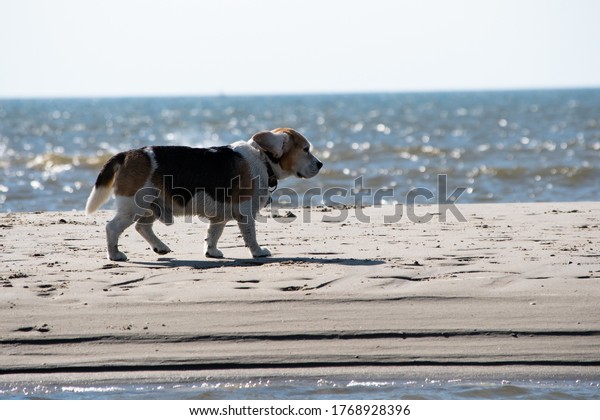 Beagle Ears Wind St Peter Ording Stock Photo 1768928396 | Shutterstock