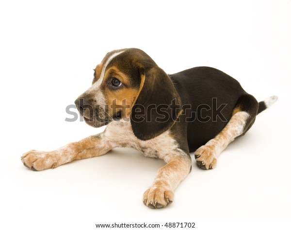 Beagle Laying Down Stock Photo 48871702 | Shutterstock