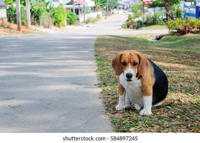 349 Fat beagle Images, Stock Photos & Vectors | Shutterstock