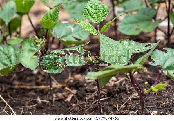 Bean Crops Showcasing Leaf Damage Crops Stock Photo 1999874966 ...