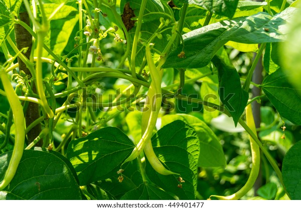 8,354 imágenes de String bean plant - Imágenes, fotos y vectores de ...