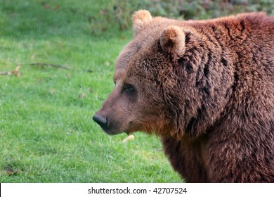 Bear Stock Photo 42707524 | Shutterstock