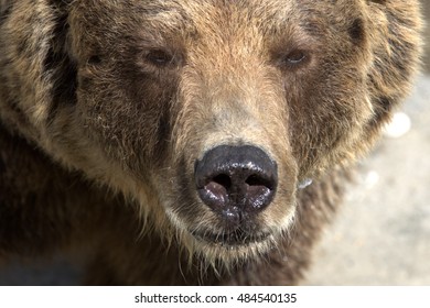 Bear Stock Photo 484540135 | Shutterstock