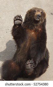 187,092 Bear hand Images, Stock Photos & Vectors | Shutterstock