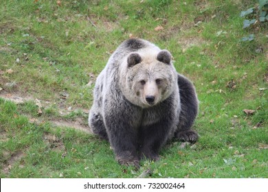 99 Bear paddock Images, Stock Photos & Vectors | Shutterstock
