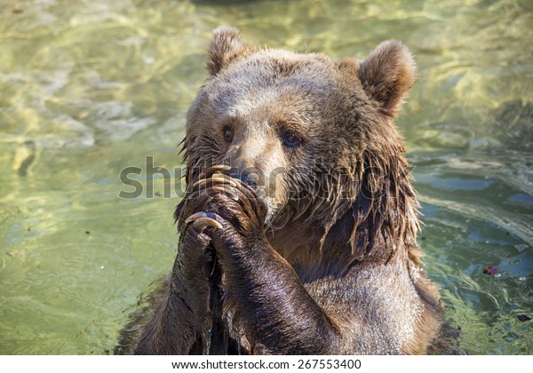 1,262 Bear Praying Images, Stock Photos & Vectors | Shutterstock
