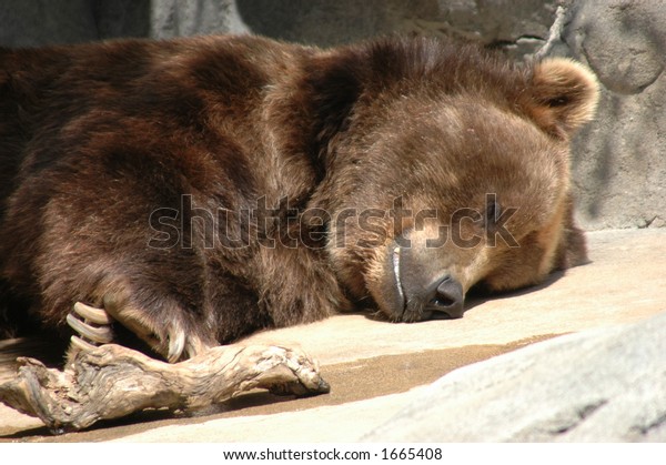 Bear Asleep Stock Photo (Edit Now) 1665408