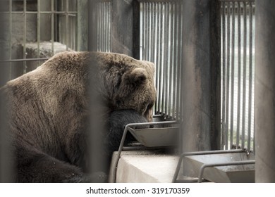 Bear Behind Bars Stock Photo (Edit Now) 319170359