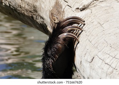 Bear Claw Stock Photo 751667620 | Shutterstock