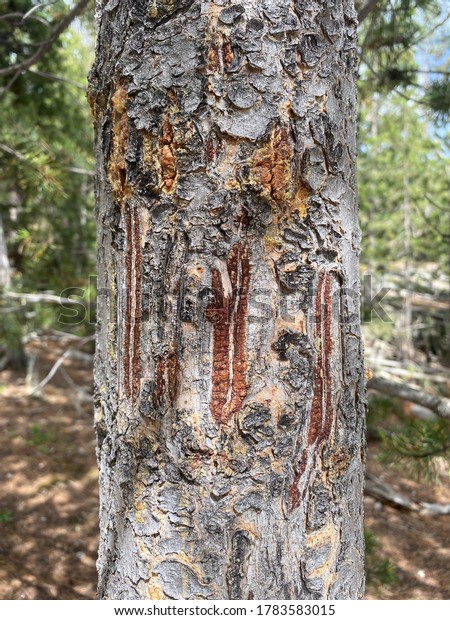 Bear Claw Marks On Tree Stock Photo 1783583015 | Shutterstock