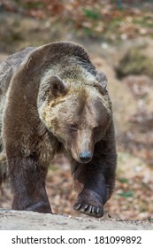 Bear Coming Stock Photo 181099892 | Shutterstock