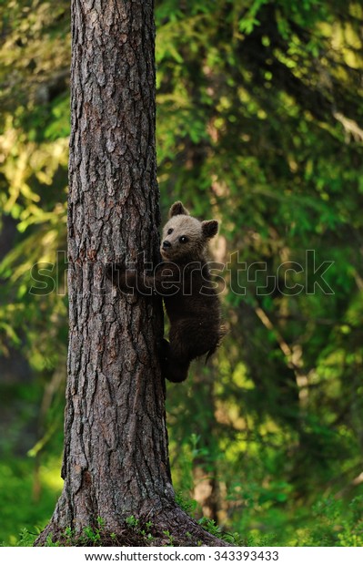 Bear Cub Hugging Tree Stock Photo 343393433 | Shutterstock
