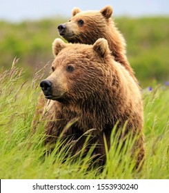 3,131 Brown bear cub face Images, Stock Photos & Vectors | Shutterstock
