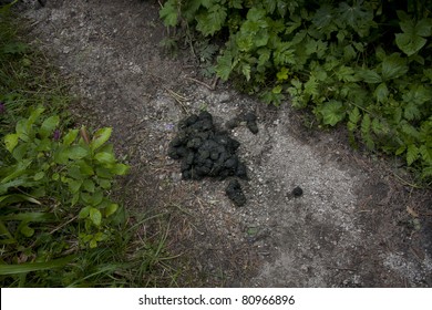 85 Bear scat Images, Stock Photos & Vectors | Shutterstock